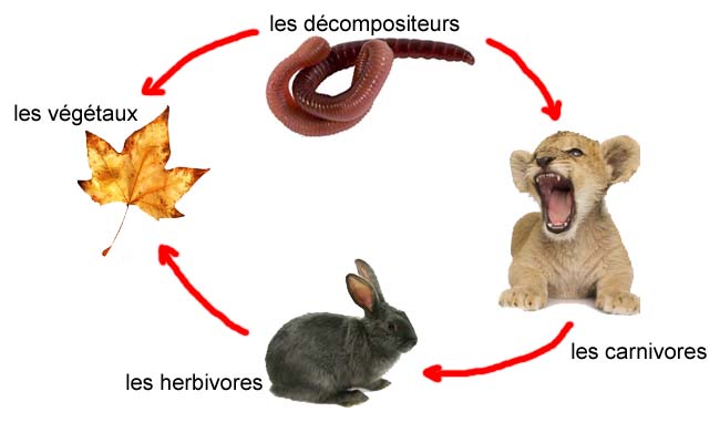 Chaîne alimentaire bisontino-bisontine | le Bisonteint